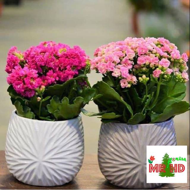 Jual Tanaman hias kalanchoe pinnata | bunga calandiva | Shopee Indonesia