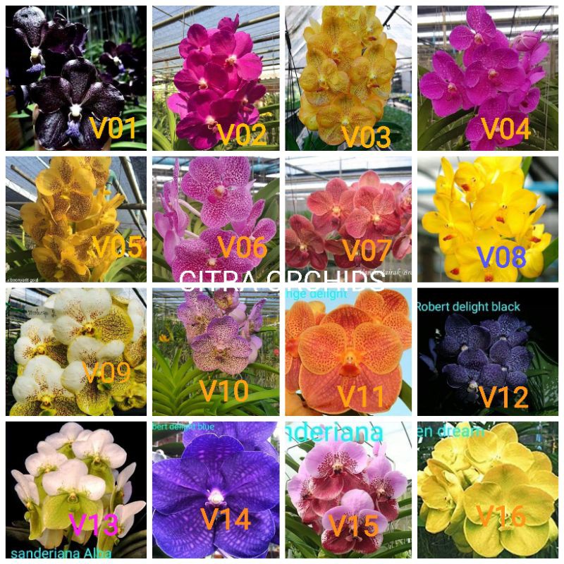 Jual Anggrek pra remaja vanda besar hybrid tailand murah bunga jumbo ...