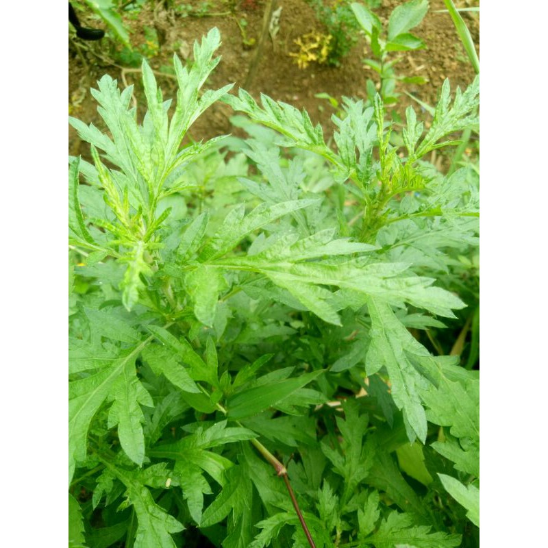 Jual Tanaman Herbal Daun baru cina Lokatmala Artemisia vulgaris mugwort ...