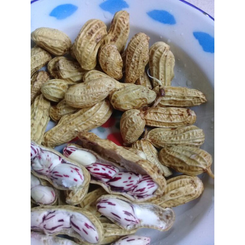 Jual kacang tanah atau suuk segar 500gram | Shopee Indonesia