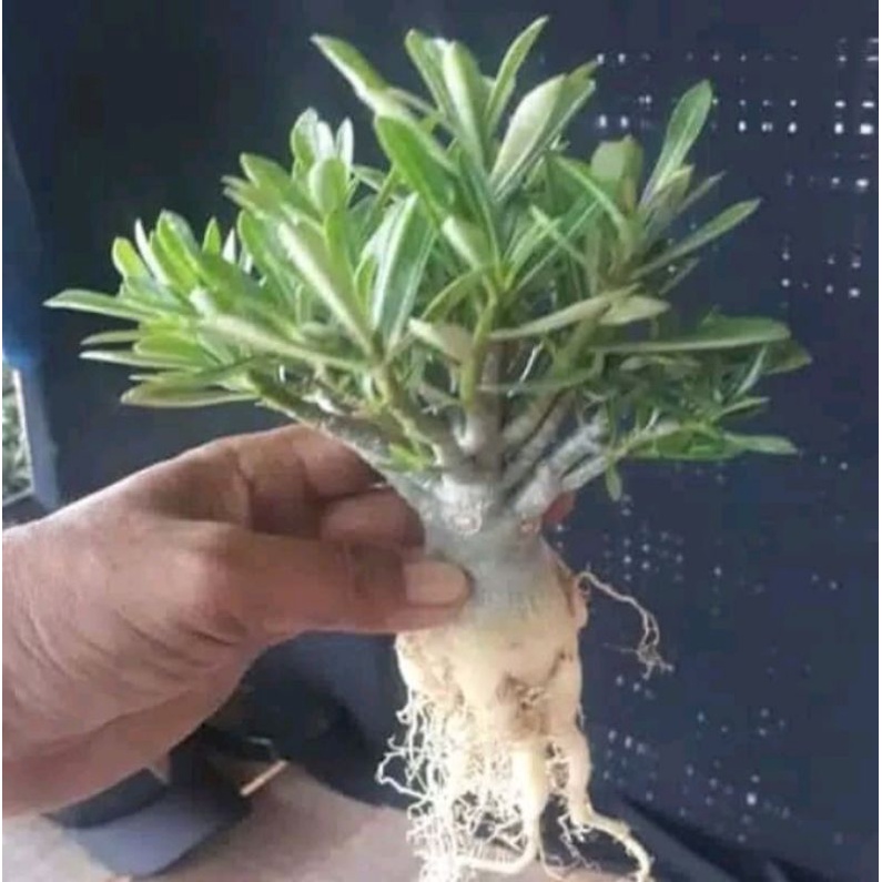 Jual tanaman hias adenium bunga tumpuk cabang seribu | Shopee Indonesia