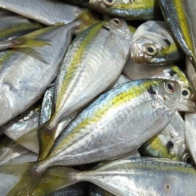 Jual ikan kembung bui bui como kecil pasar online makassar | Shopee ...