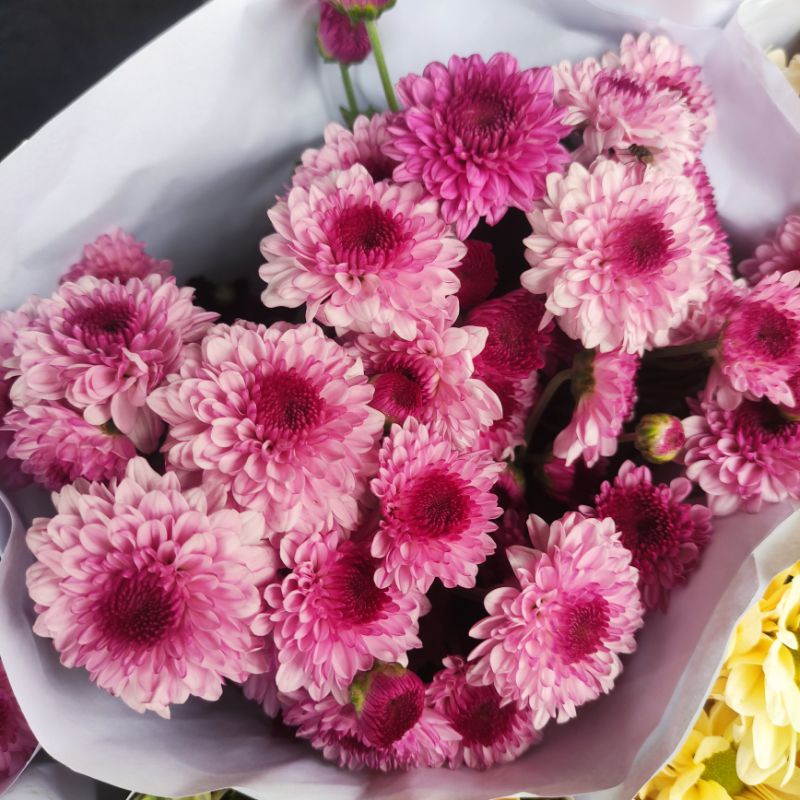 Jual Bunga Aster Puma Ungu | Shopee Indonesia