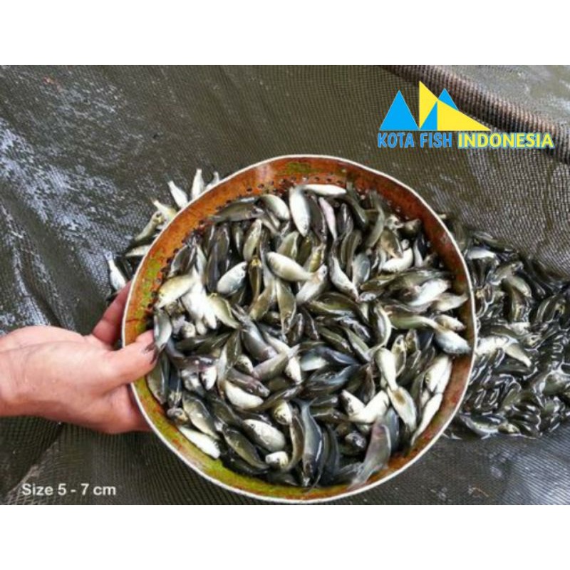 Jual bibit ikan mas hitam perliter | Shopee Indonesia