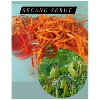Jual daun sena Harga Terbaik & Termurah Februari 2026 | Shopee Indonesia