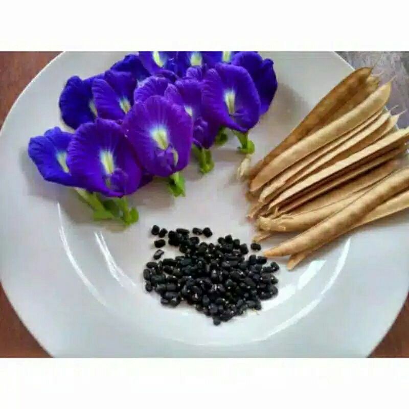Jual BIJI BUNGA TELANG | Shopee Indonesia