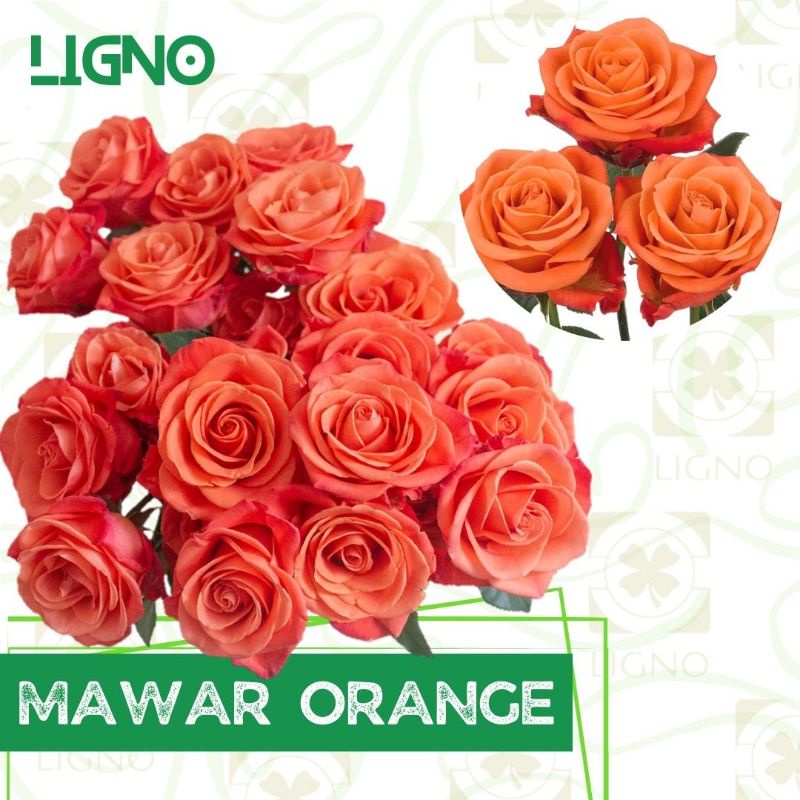 Jual Benih MAWAR ORANGE Biji Bibit Bunga | Shopee Indonesia