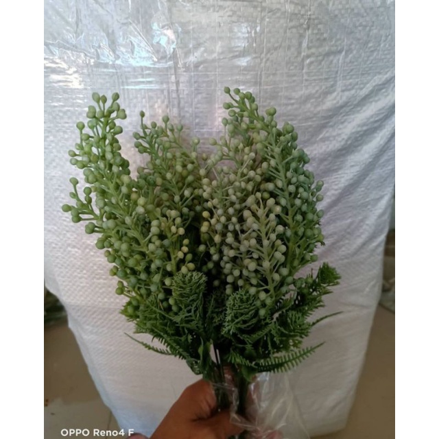 Jual Bunga pakis biji plastik / Pakis beras Tanaman Hias / 1 lusin ...