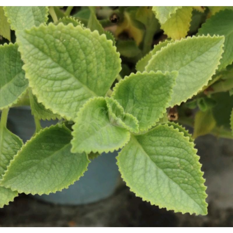 Jual Tanaman Daun Oregano Fresh per helai daun | Shopee Indonesia