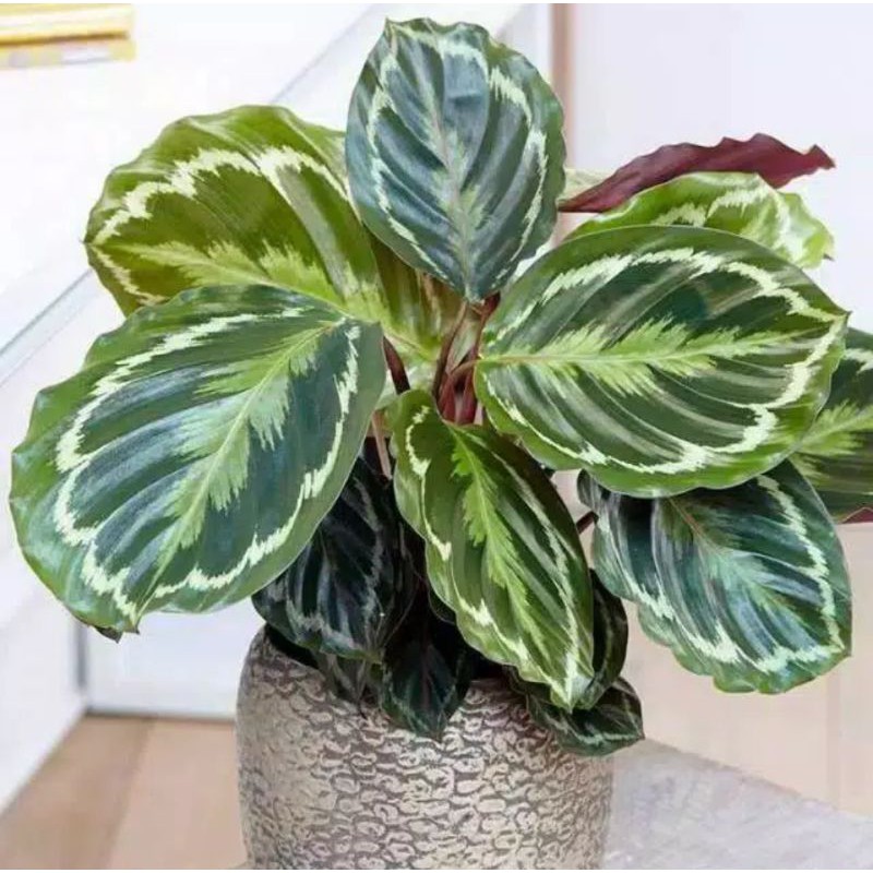 Jual Tanaman Hias Calathea Silverback - Calathea Silver Back | Shopee ...