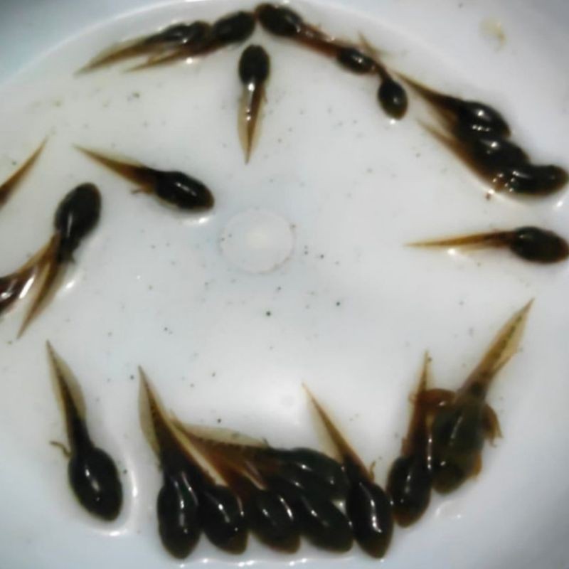 Jual Kecebong/Pakan ikan predator/Umpan pancing | Shopee Indonesia