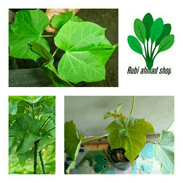Jual Bibit pohon jarak pagar-tanaman jarak pagar | Shopee Indonesia