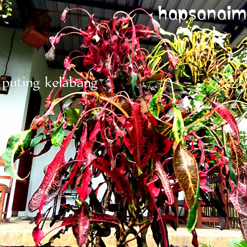 Jual Tanaman Puring Anting Raja Anting Hitam Merah Puring Kelabang 20 ...