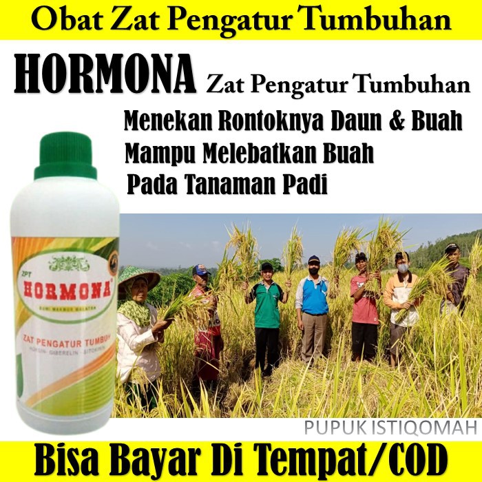 Jual PROMO Obat HORMONA Zat Pengatur Tumbuhan - Obat Mengatasi Rotoknya ...