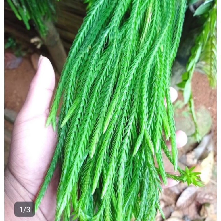 Jual Tanaman kumpai ekor tikus tanaman hias | Shopee Indonesia