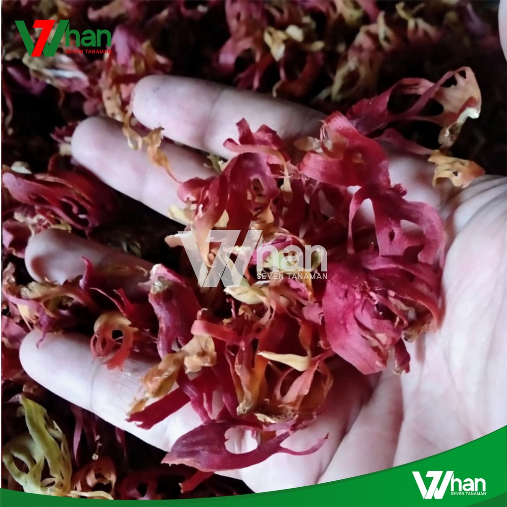 Jual Bunga Pala/sempra/puli kering 1 KG WAN7 TANAMAN | Shopee Indonesia