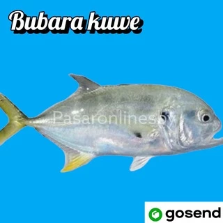 Jual Ikan Bubara Terlengkap & Harga Terbaru Desember 2025 | Shopee ...