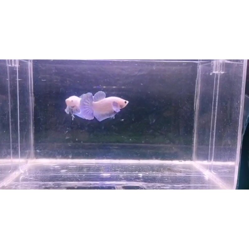 Jual PK Dumbo ear | Shopee Indonesia