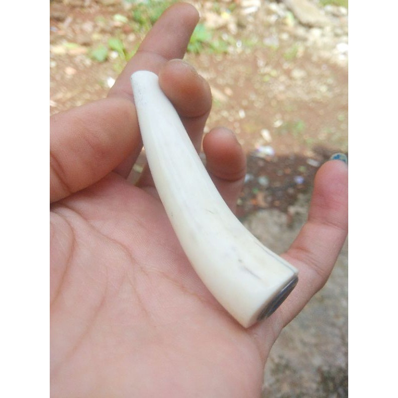 Jual PIPA CANGKLONG TANDUK RUSA KIMCIL POLOS | Shopee Indonesia