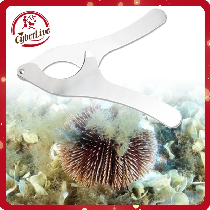 Jual Stainless Cutter Landak Laut Sea Urchin Opener Scissors Echinus ...