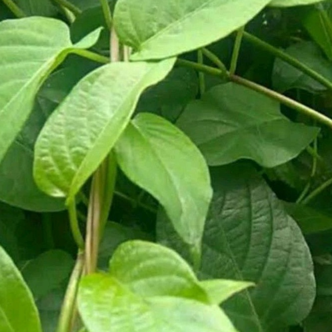 Jual Daun sembukan atau daun simbukan atau daun kentut segar per 150 ...