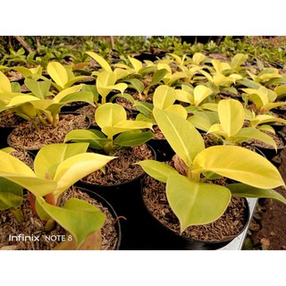 Jual tanaman hias philodendron moonlight-philo moonlight phillo lemon ...