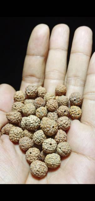 Jual JENITRI RUDRAKSHA 120 BUTIR | Shopee Indonesia