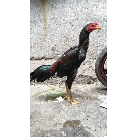 Jual AYAM BANGKOK PAKHOY IMPORT ORI USIA 5 BULAN | Shopee Indonesia
