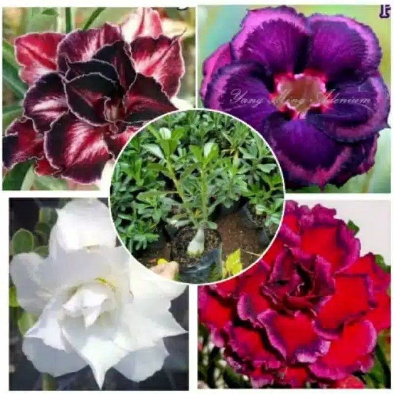 Jual PROMO!!4 PAKET ADENIUM KAMBOJA JEPANG BUNGA TUMPUK | Shopee Indonesia