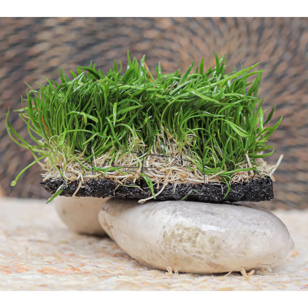 Jual Liliopsis Lempeng - Lilaeopsis brasiliensis Tanaman Air Aquascape ...