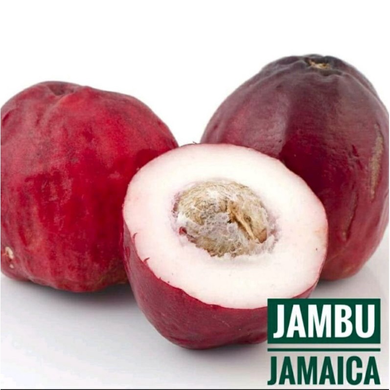 Jual Super Jambu Jamaika/ Dersono/Bol/Kepal Fresh 500gram | Shopee ...
