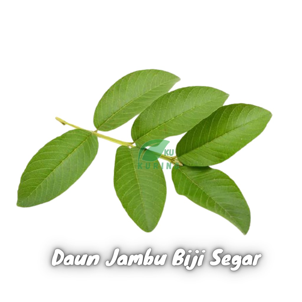 Jual KUKURING Daun Jambu Segar 1kg | Shopee Indonesia