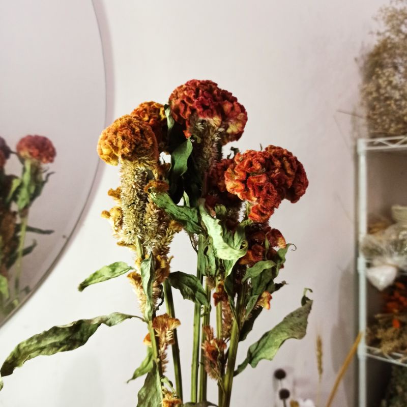 Jual Bunga Kering Jengger Ayam Dried Small Celosia Cristata | Shopee ...