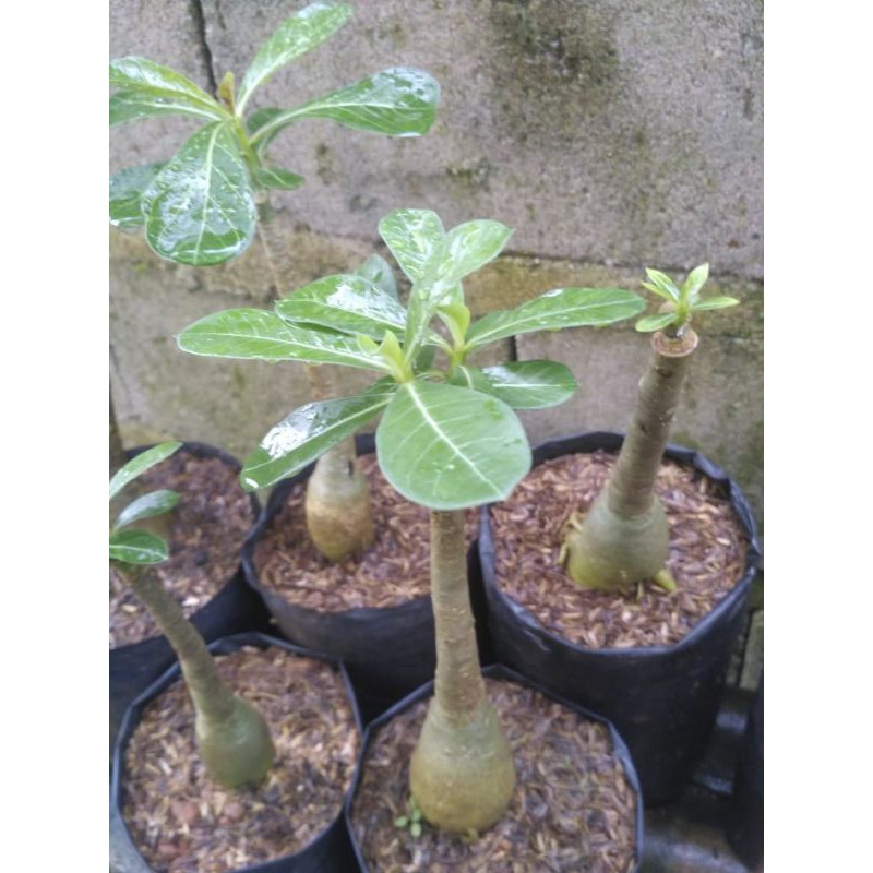 Jual tanaman hias adenium bunga tumpuk | Shopee Indonesia