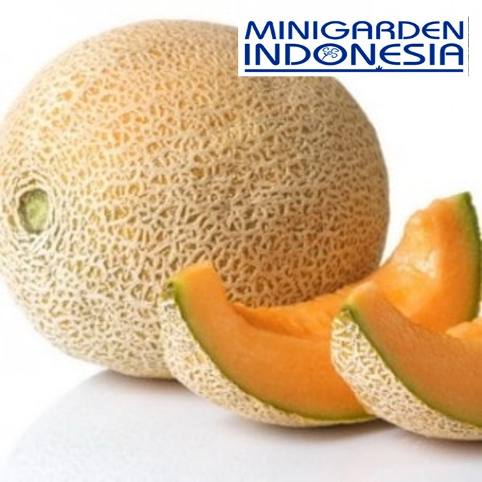 Jual MGI 4 benih F1 buah Melon Red Aroma bibit tanaman buah buahan ...