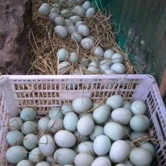 Jual Telor Bebek Mentah per Butir/ Telor Bebek Omega/ Telor Bebek ...