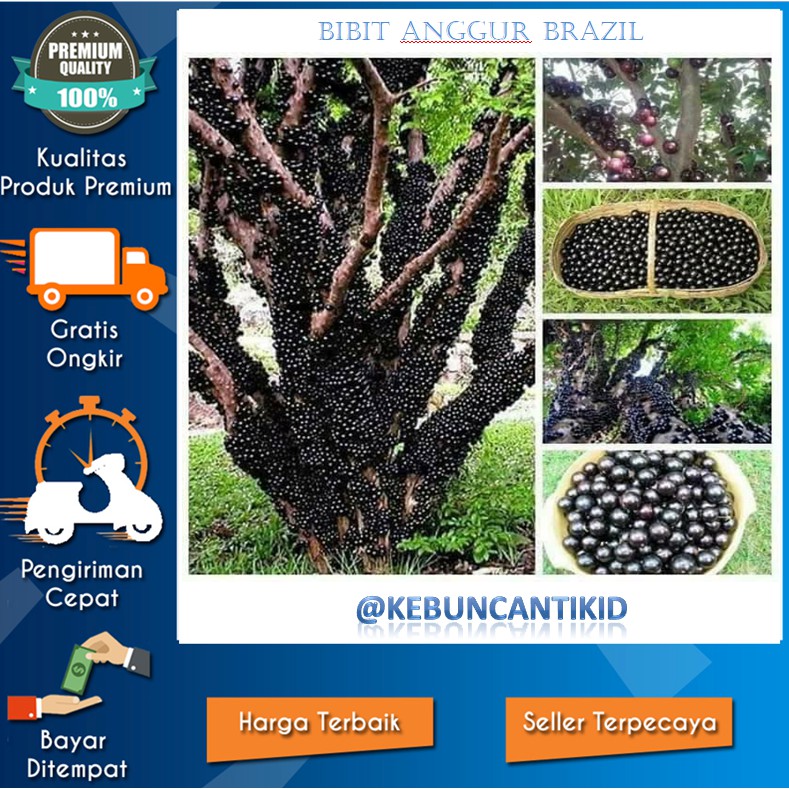 Jual BIBIT TANAMAN BUAH ANGGUR POHON JENIS SABARA JABOTICABA ANGGUR ...