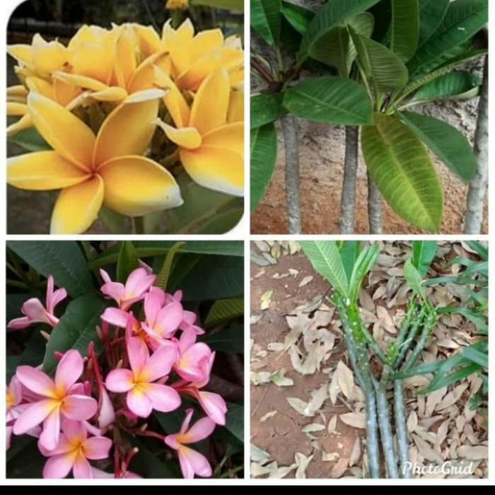 Jual Paket hemat!! 2 batang kamboja bali warna kuning dan pink ...