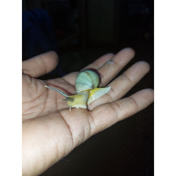 Jual land snail/siput pohon/amphidromus | Shopee Indonesia