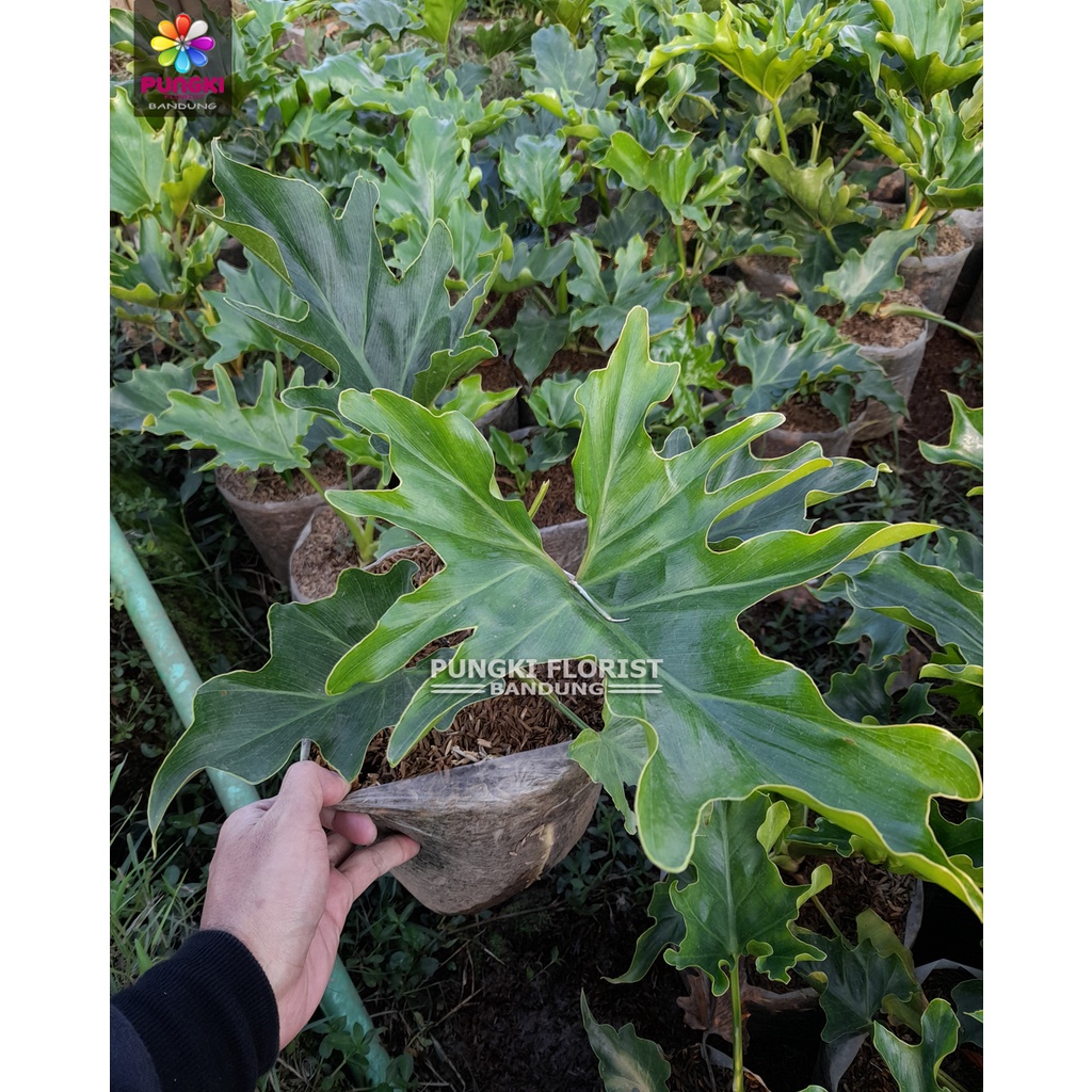 Jual Tanaman Hias Monstera Jari Philodendron | Shopee Indonesia
