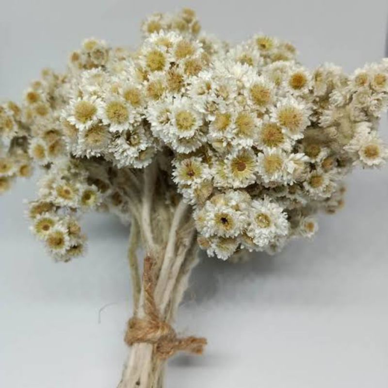 Jual bunga edelweis/ bunga kering/edelweis/bunga abadi/dreadflower ...