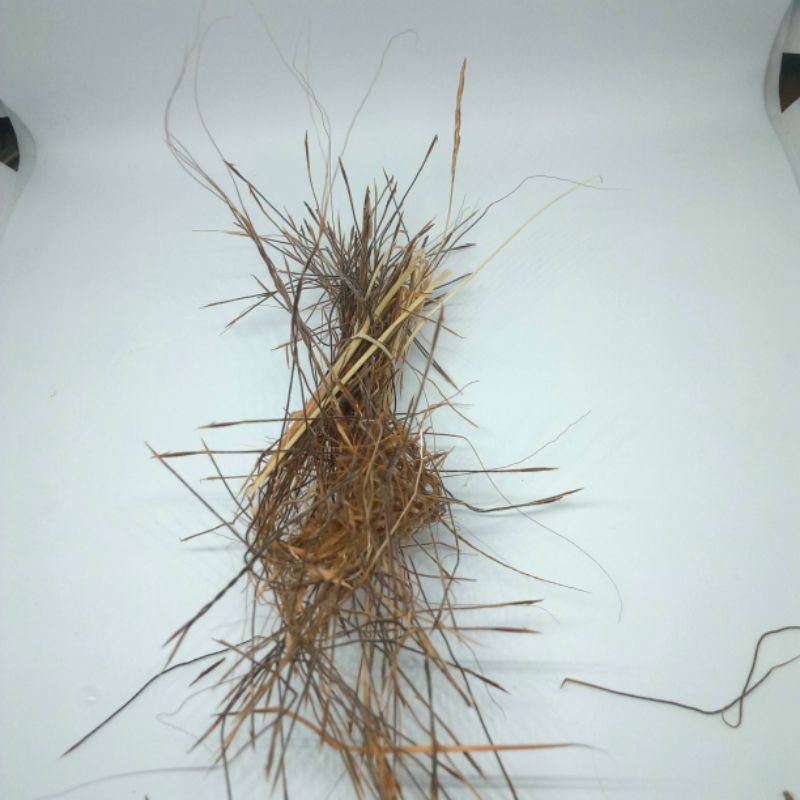 Jual Rumput Bajang asli/rumput jam | Shopee Indonesia