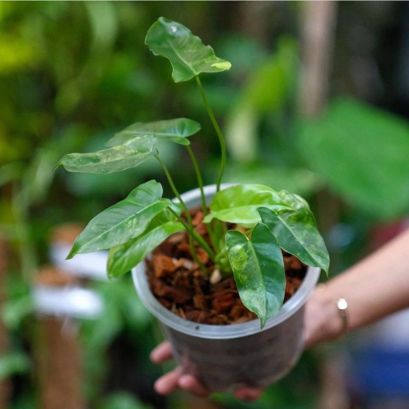 Jual Philodendron Burle Marx Philo Brekele | Shopee Indonesia