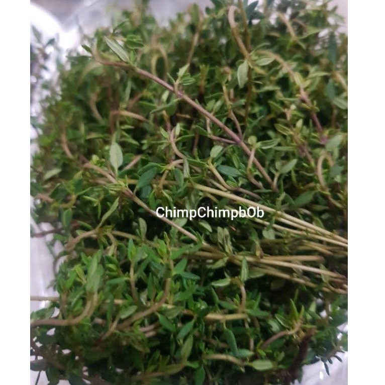Jual DAUN THYME SEGAR / THYME LEAVES FRESH HERBS | Shopee Indonesia