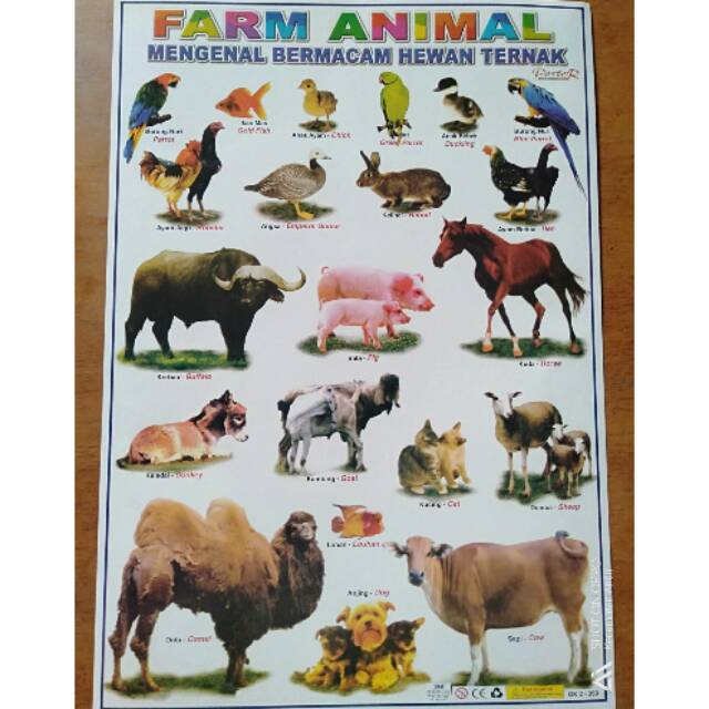 Jual POSTER HEWAN TERNAK/PELIHARAAN | Shopee Indonesia