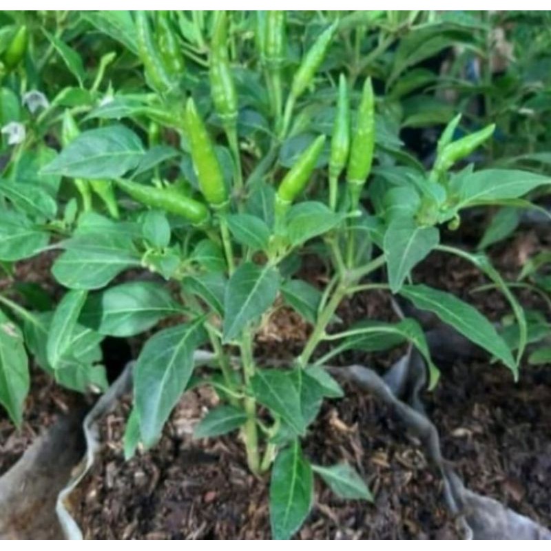 Jual Pohon Cabai Rawit Hijau Sudah Berbuah Bibit Tanaman Pohon Cabe ...