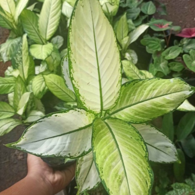 Jual tanaman hias bunga aglonema diven tisuue cantik AGRO FARMLAND ...