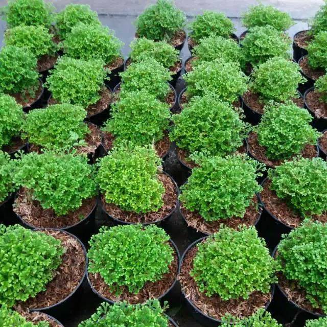 Jual tanaman hias lumut ambon | Shopee Indonesia