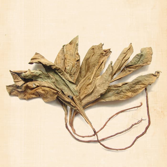 Jual Jual Daun Kacip Fatimah Bungkus Isi 100Gr \U002F Labisia Pumila ...