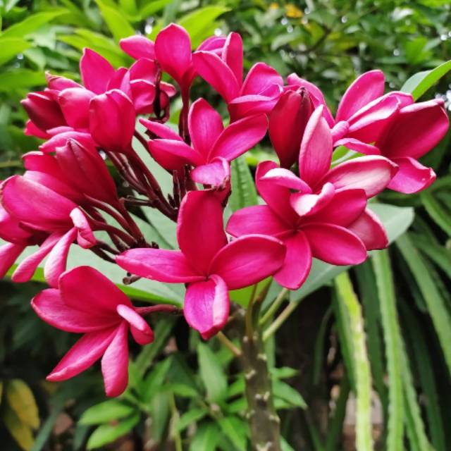 Jual Bibit Stek kamboja / Plumeria Bunga Merah Fanta / Plumeria Hibrid ...